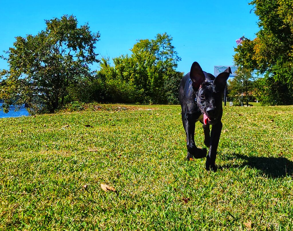 The Importance of Balanced Dog Training: Building Trust, Confidence ...
