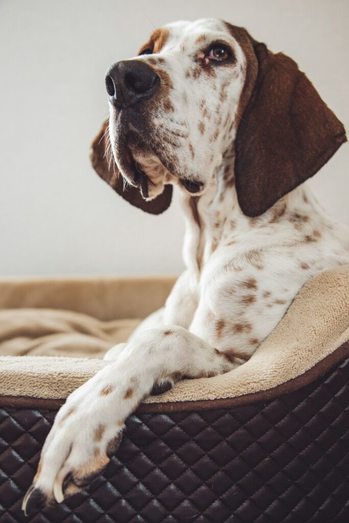 How to Create an Effective Dog Training Routine: A Step-by-Step Guide ...